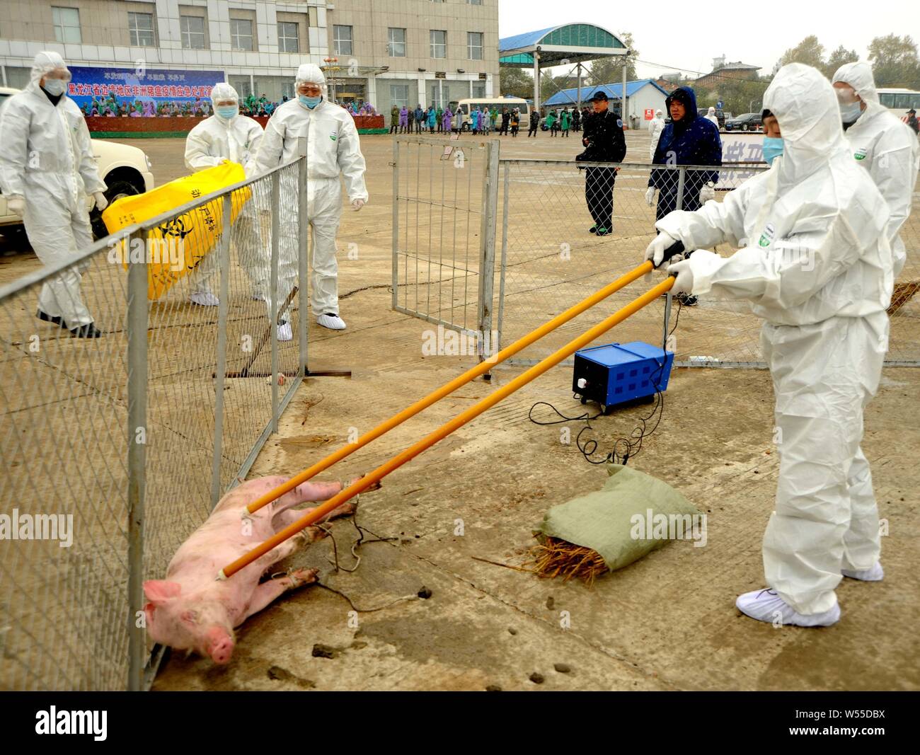 Swine fever hi-res stock photography and images - Alamy