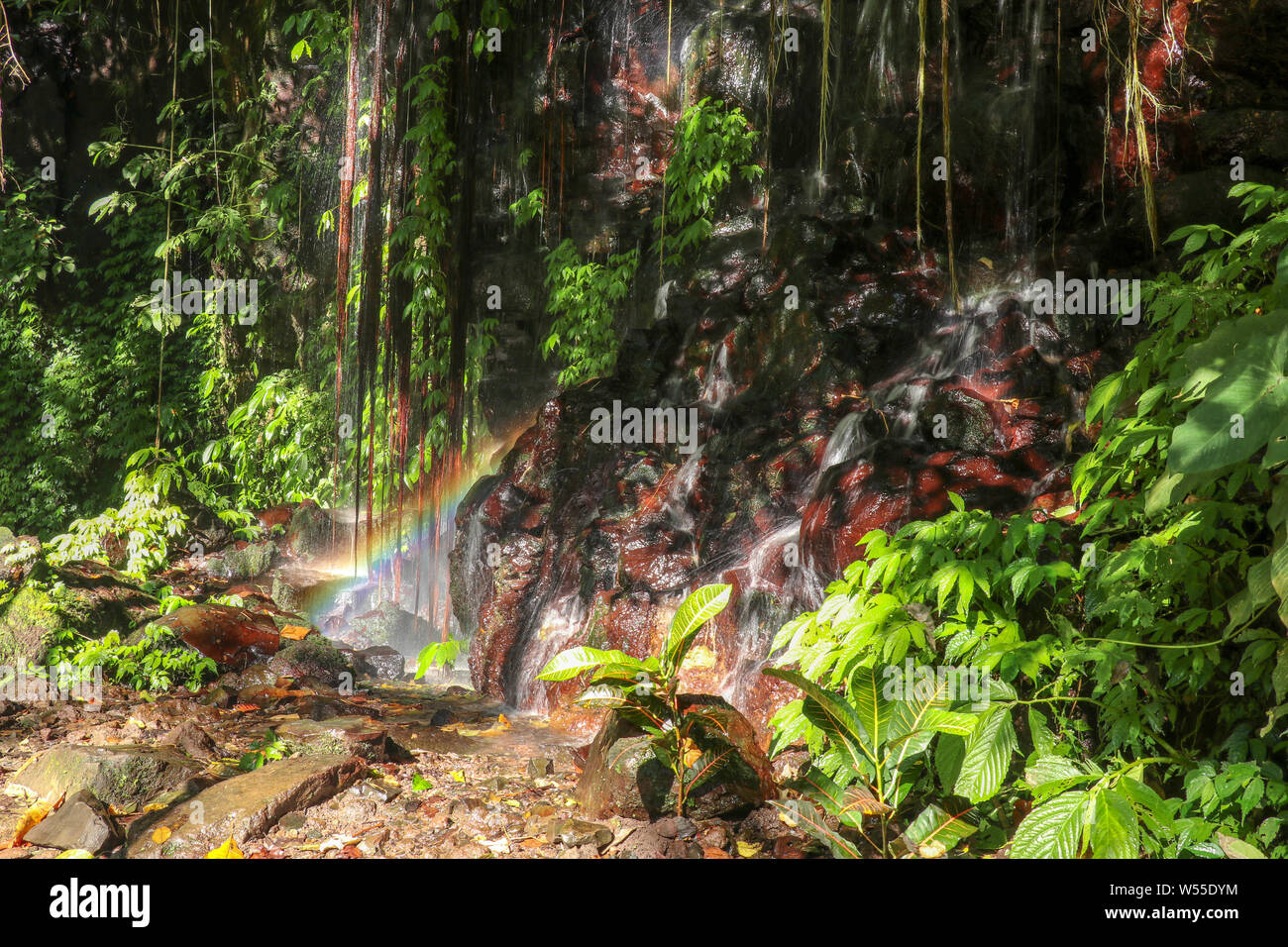 Rock wall overgrown with lush tropical vegetation. A waterfall running ...