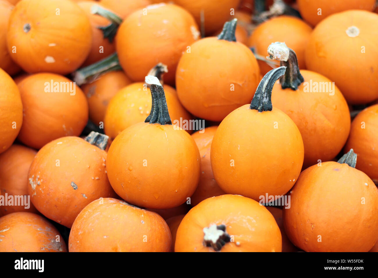 Wee be littles hi-res stock photography and images - Alamy