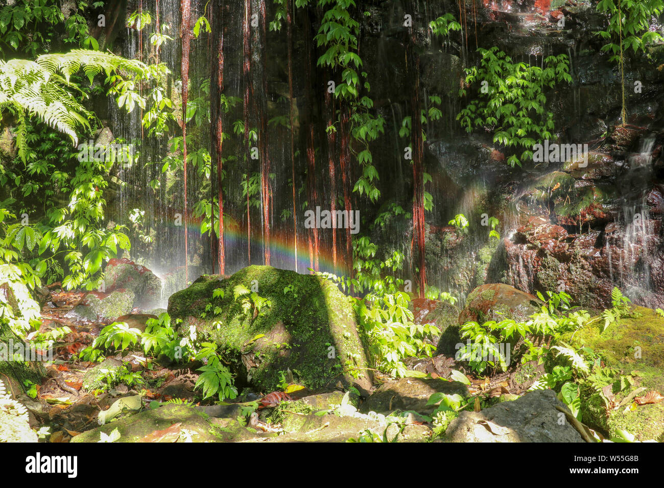 Rock wall overgrown with lush tropical vegetation. A waterfall running ...