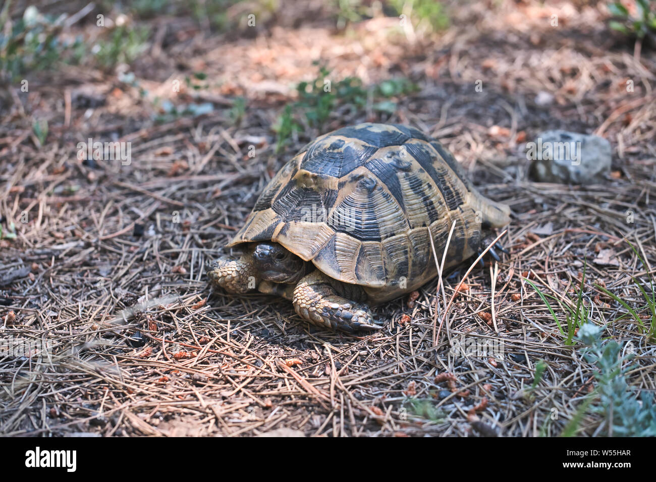 Turtle on the grass, tortoise in forest Stock Photo - Alamy
