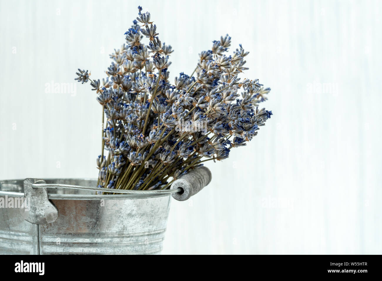 Lavender plant bucket hi-res stock photography and images - Alamy