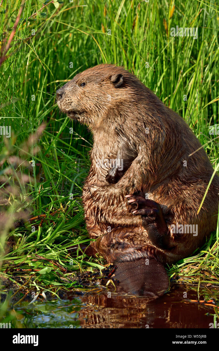 Spreading oil on fur hi-res stock photography and images - Alamy