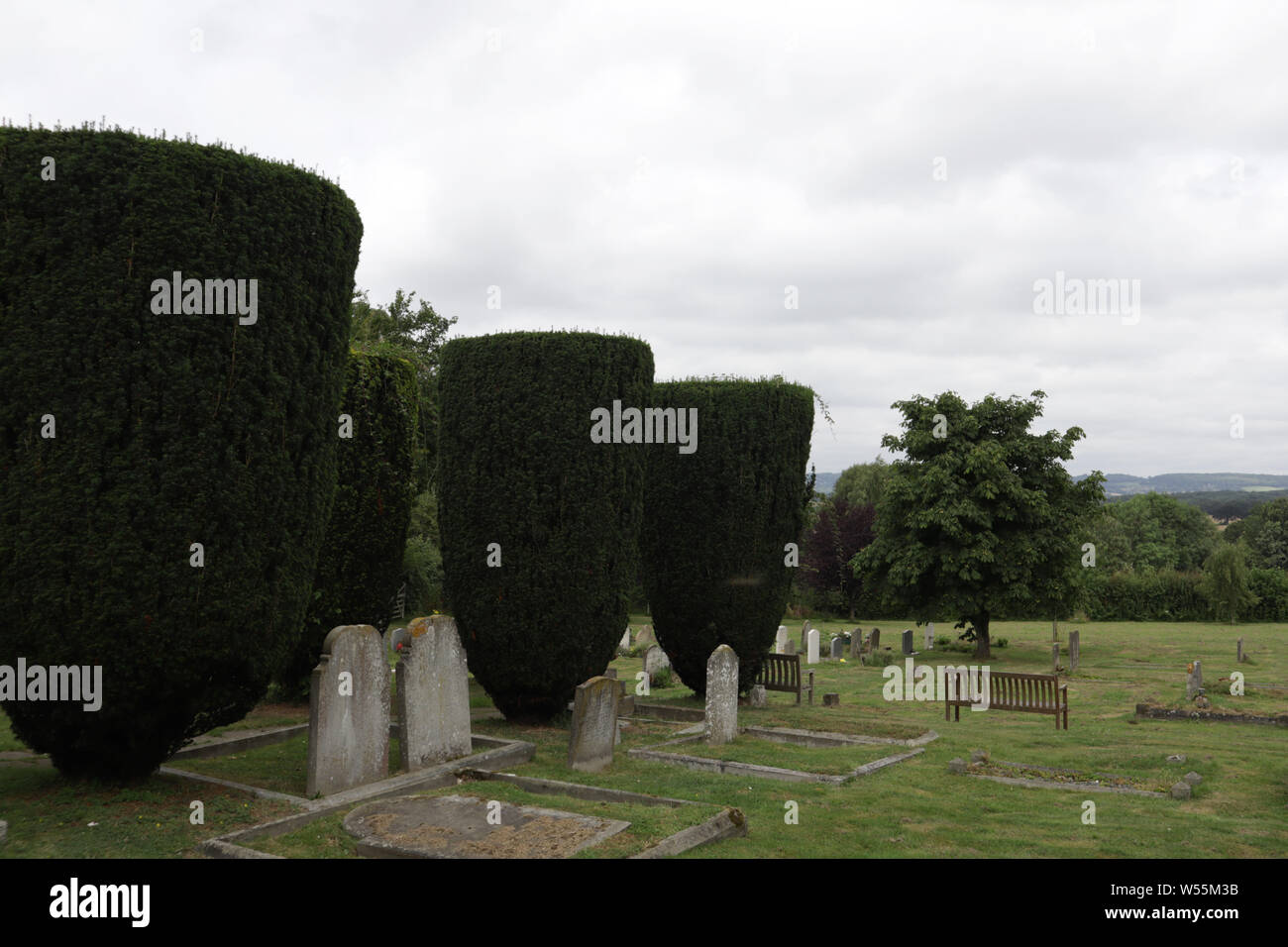 Clipped yew trees in churchyard of St Mary the Virgin Church ...