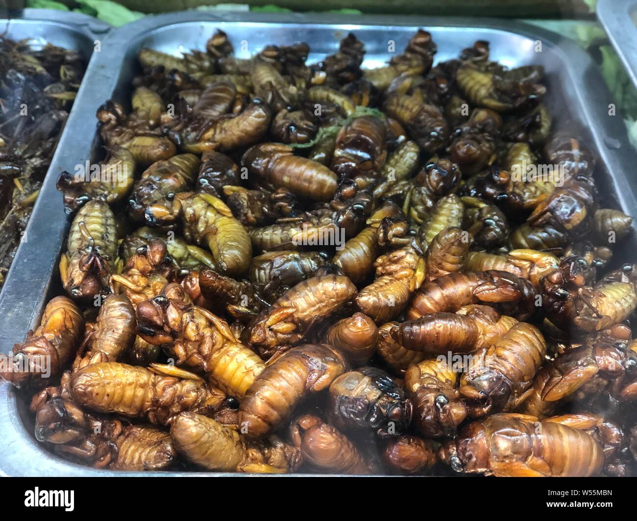 Kunming insects hi-res stock photography and images - Alamy