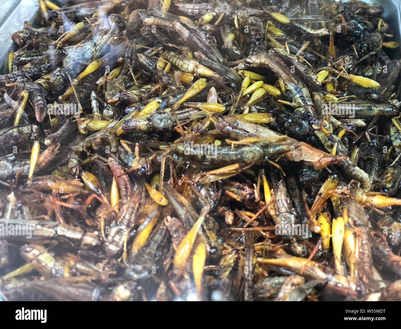 Deep fried insects are for sale at a food market in Kunming city ...