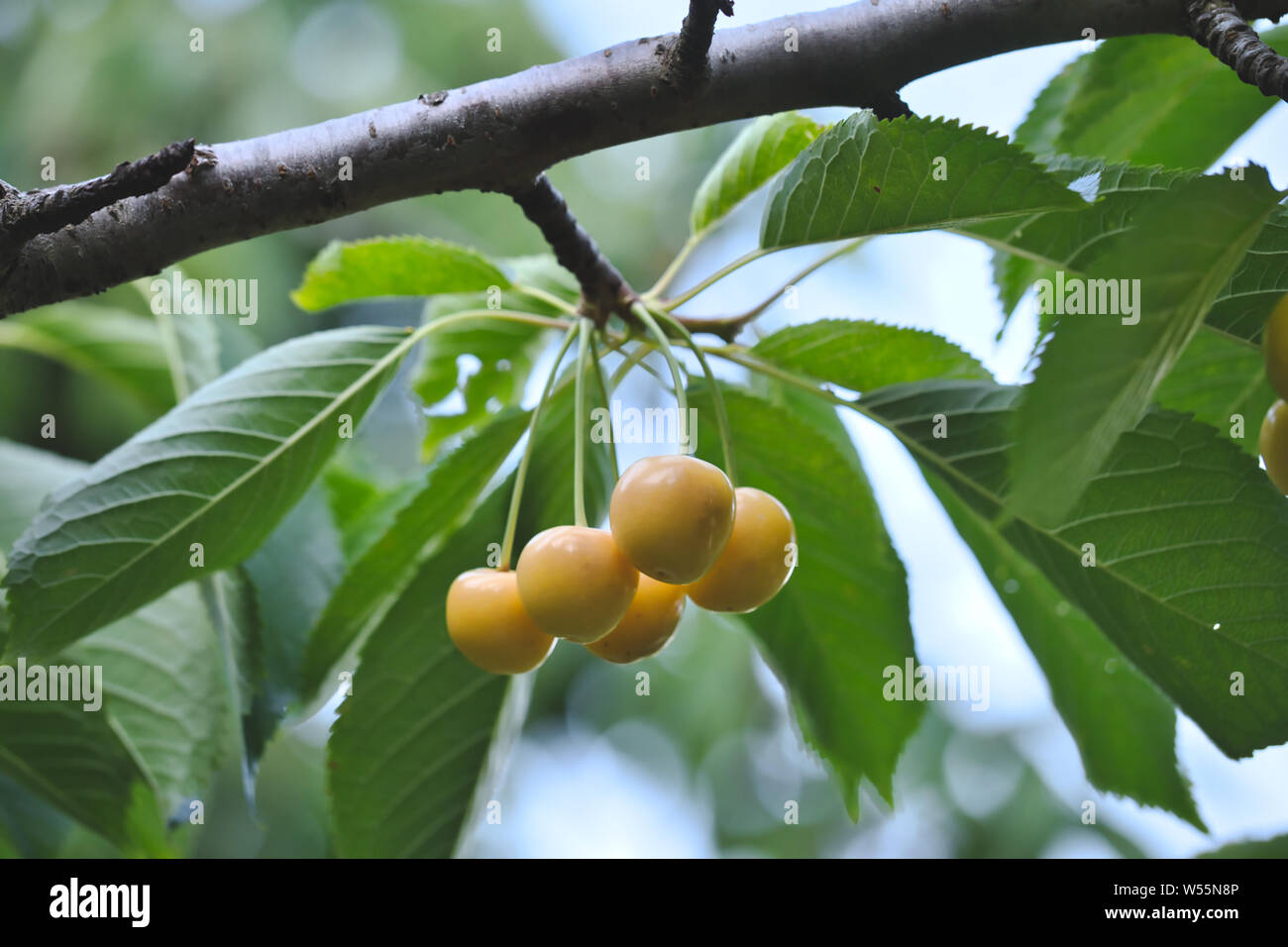 Yellow cherry fruit, yellow ripe cherries on a tree branch Stock Photo ...