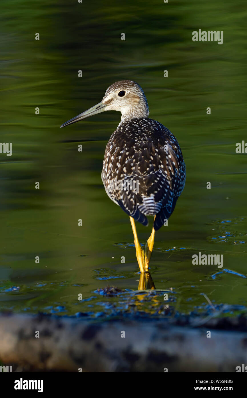 Bird rear view hi-res stock photography and images - Alamy