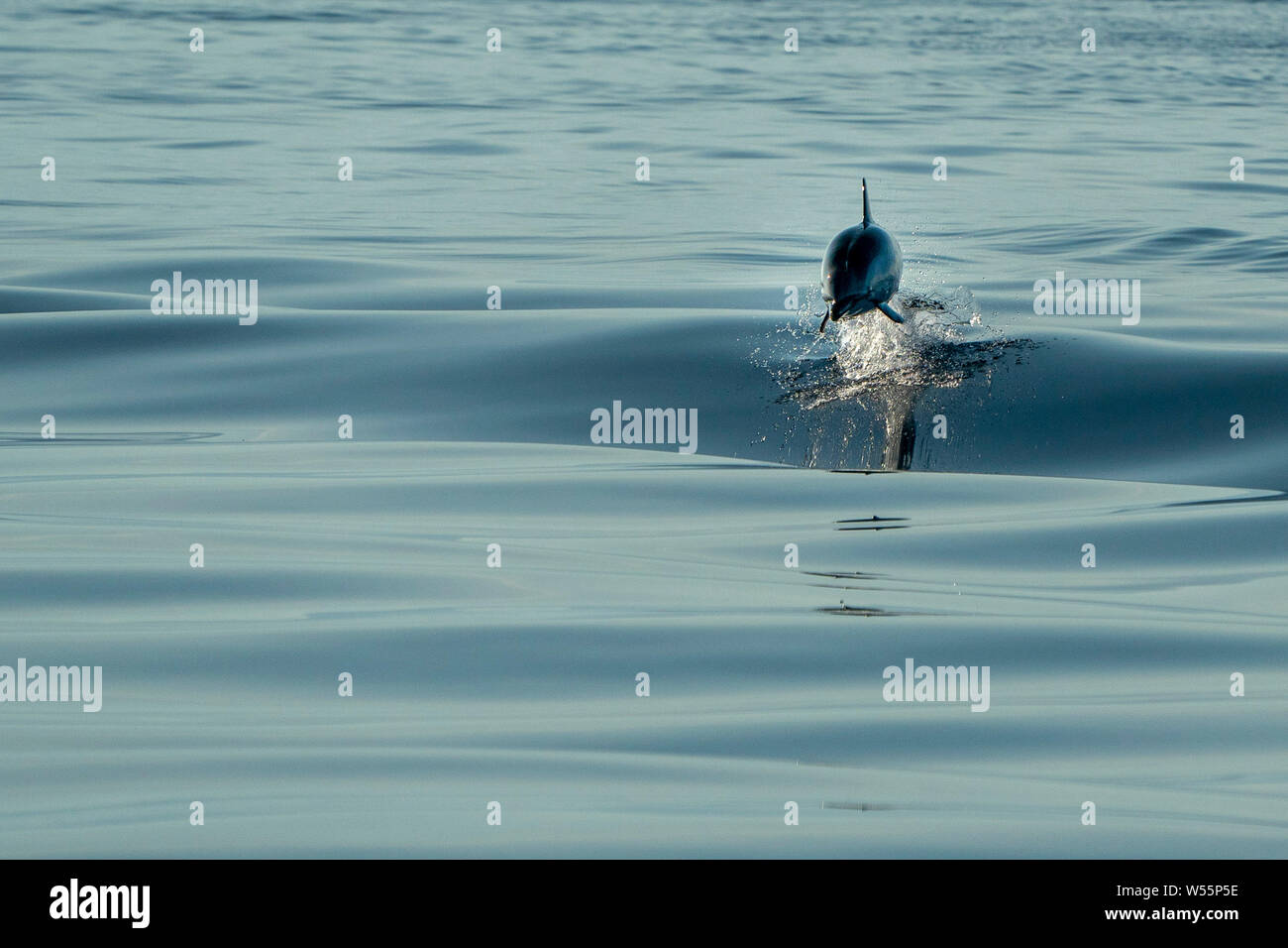 striped dolphin jumping outside the sea Stock Photo - Alamy