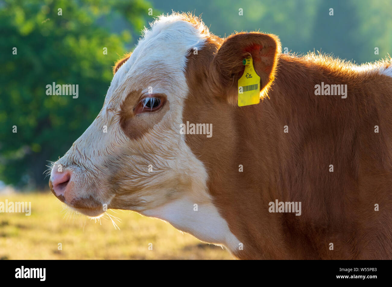 Bovine bull hi-res stock photography and images - Alamy