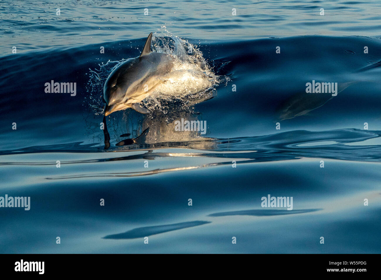striped dolphin jumping outside the sea Stock Photo - Alamy
