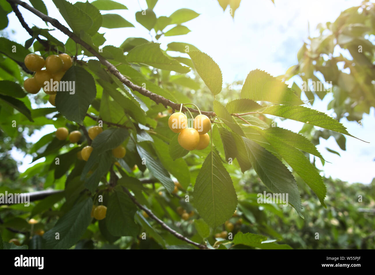 Yellow cherry fruit, yellow ripe cherries on a tree branch Stock Photo ...