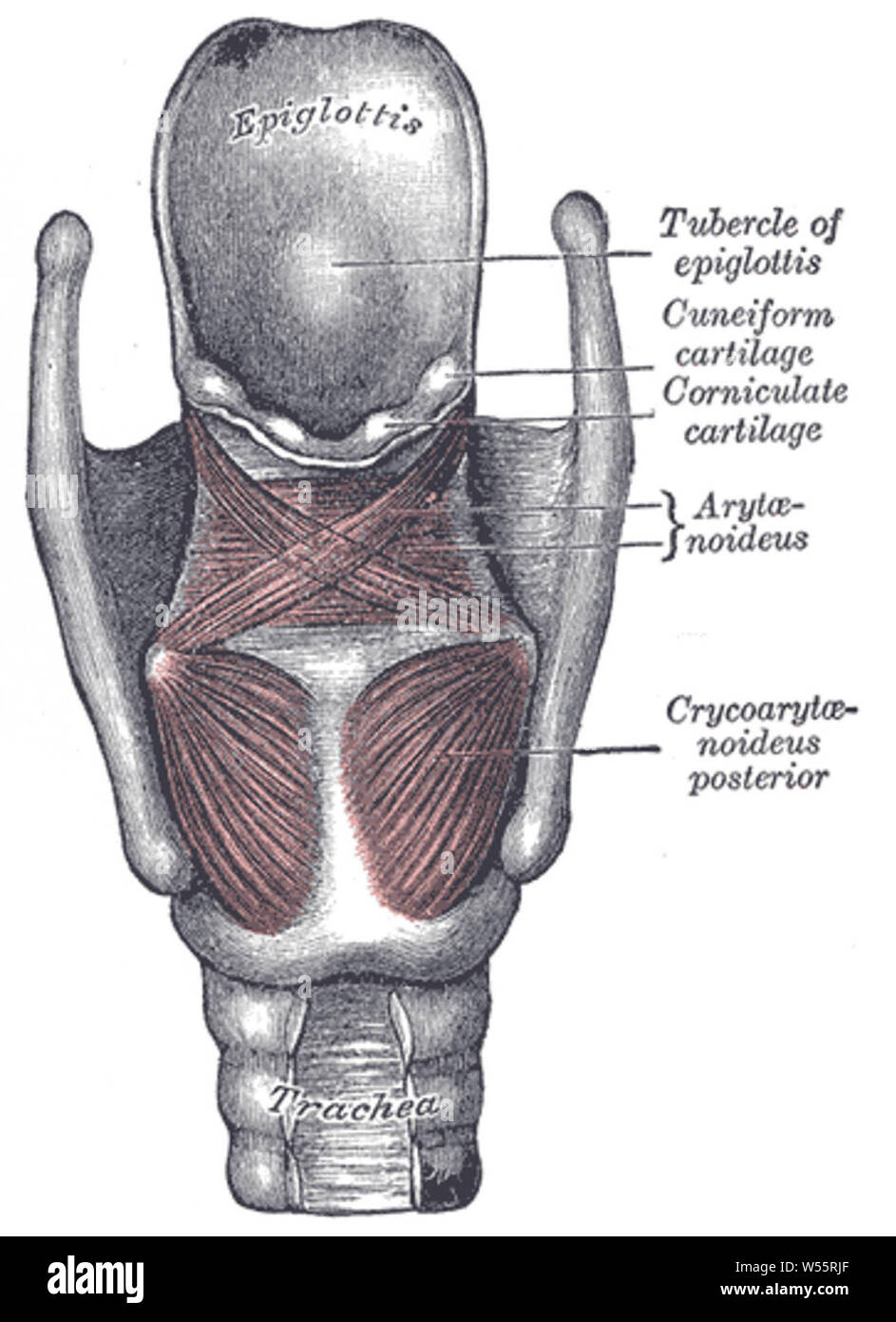 Muscles Of The Larynx High Resolution Stock Photography and Images - Alamy