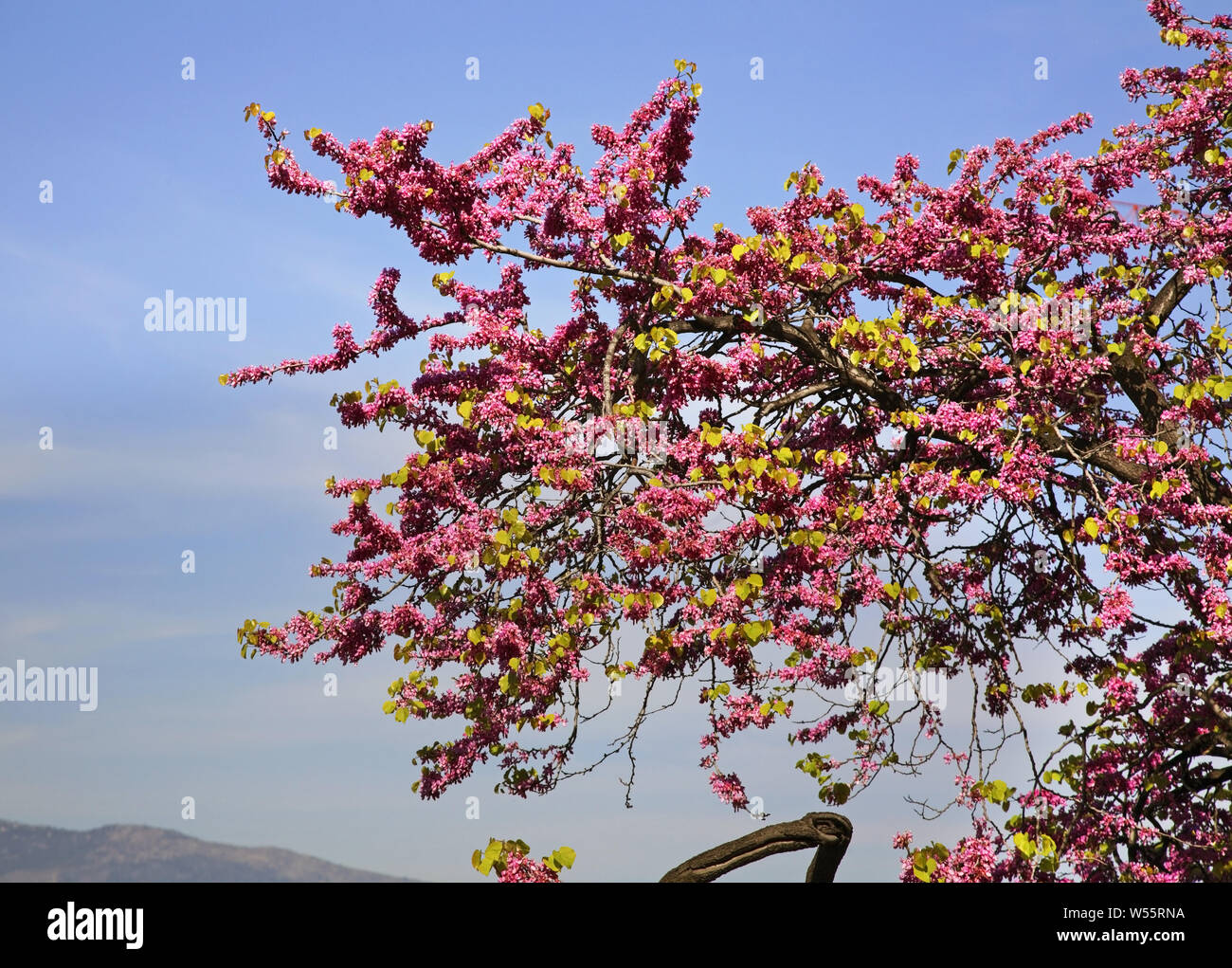 Tree in Monaco-Ville. Principality of Monaco Stock Photo - Alamy