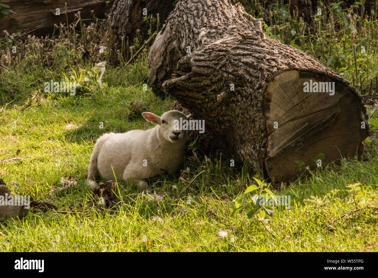 Domesticated ruminant mammals hi-res stock photography and images - Alamy
