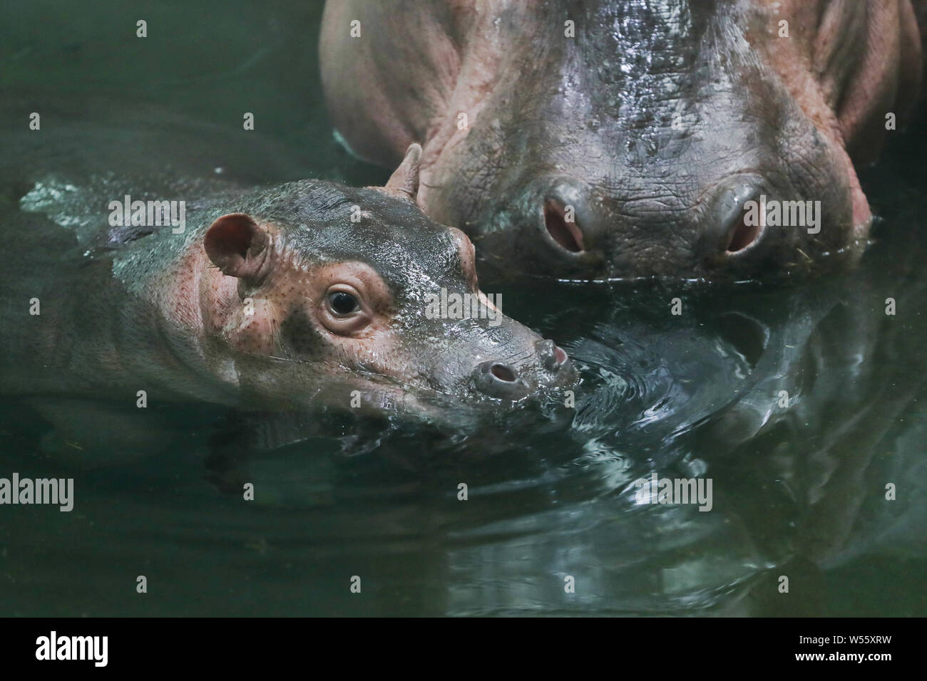 A hippo cub plays with its mother at the Hippo Museum in the Shanghai ...