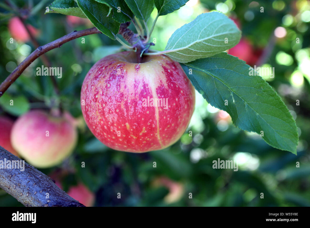 apple tree in garden on daytime Stock Photo - Alamy