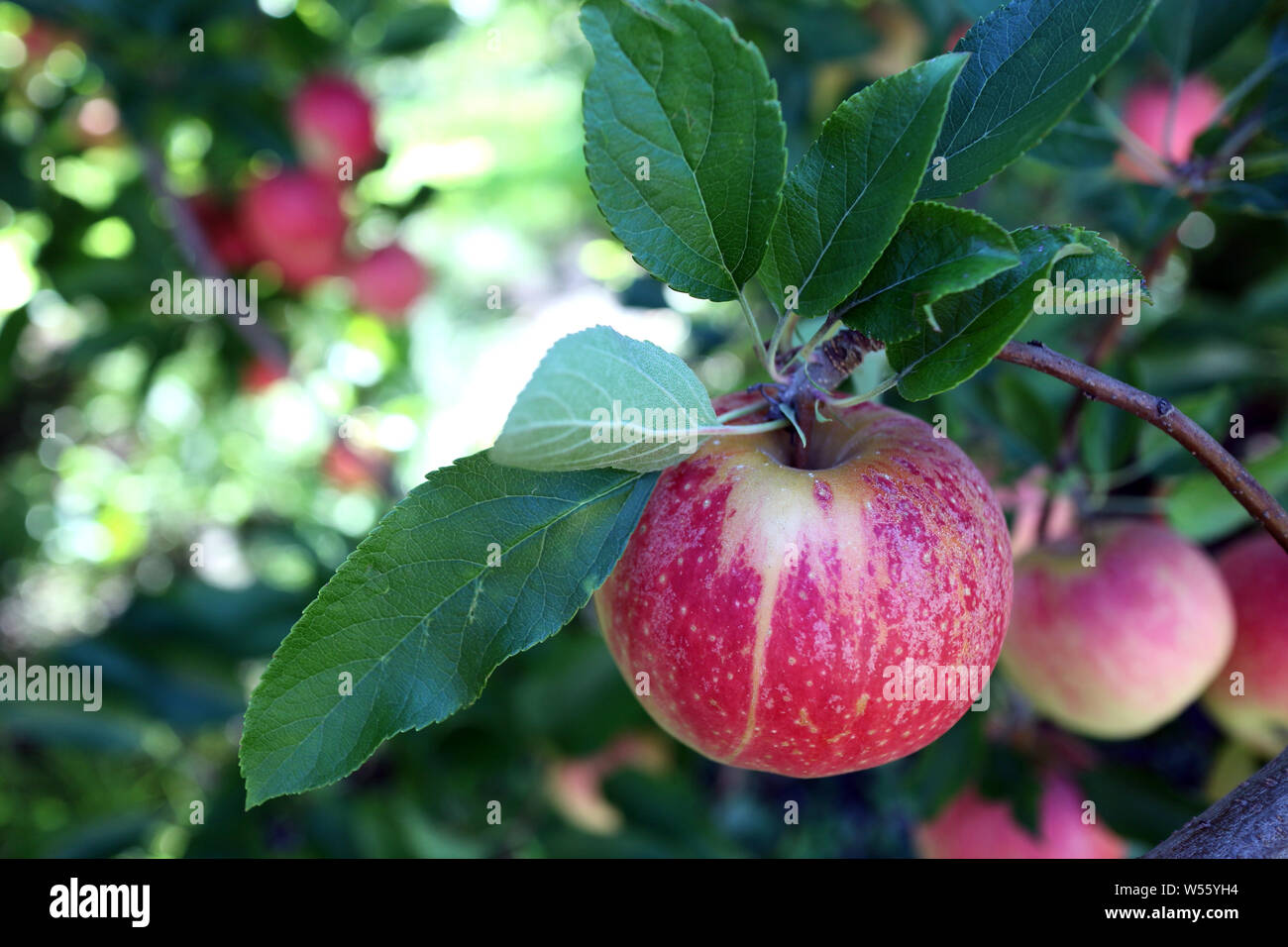 Organic apple in garden on daytime Stock Photo - Alamy