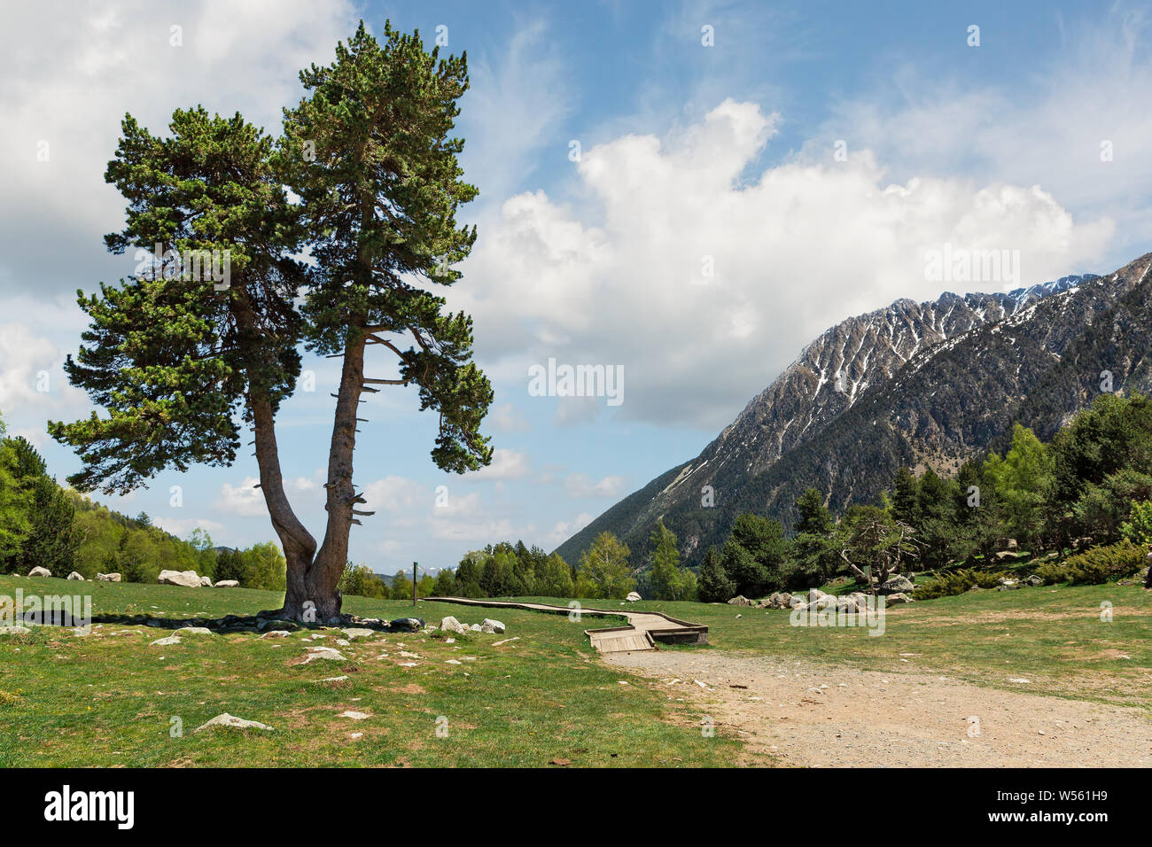 trees and road in the Pyrenees mountains, Spain Stock Photo - Alamy