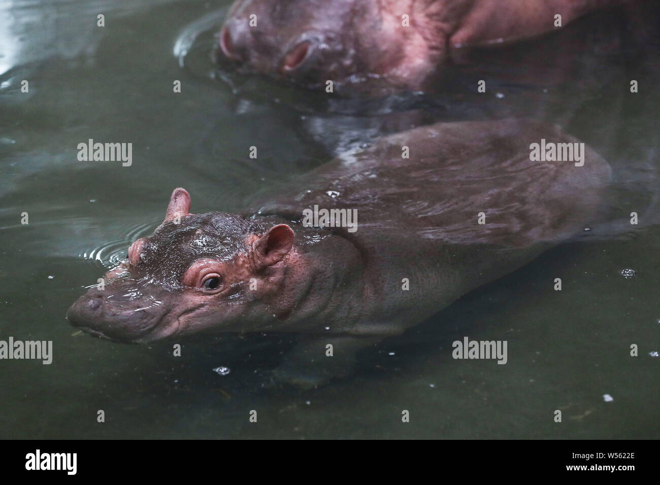 A hippo cub plays with its mother at the Hippo Museum in the Shanghai ...