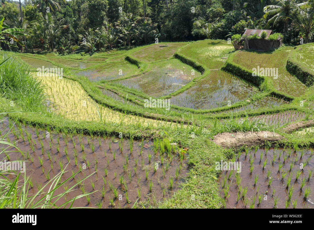 Rice field terrace. Bright green and healthy rice stalks growing from ...