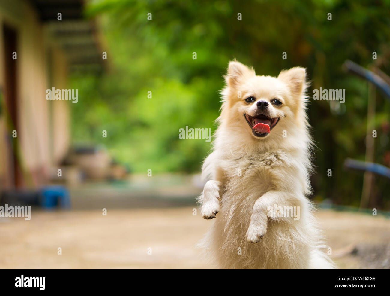 Happy doggy hi-res stock photography and images - Alamy