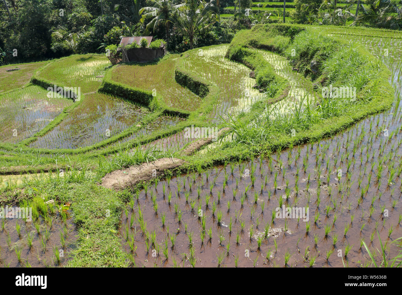 Rice field terrace. Bright green and healthy rice stalks growing from ...