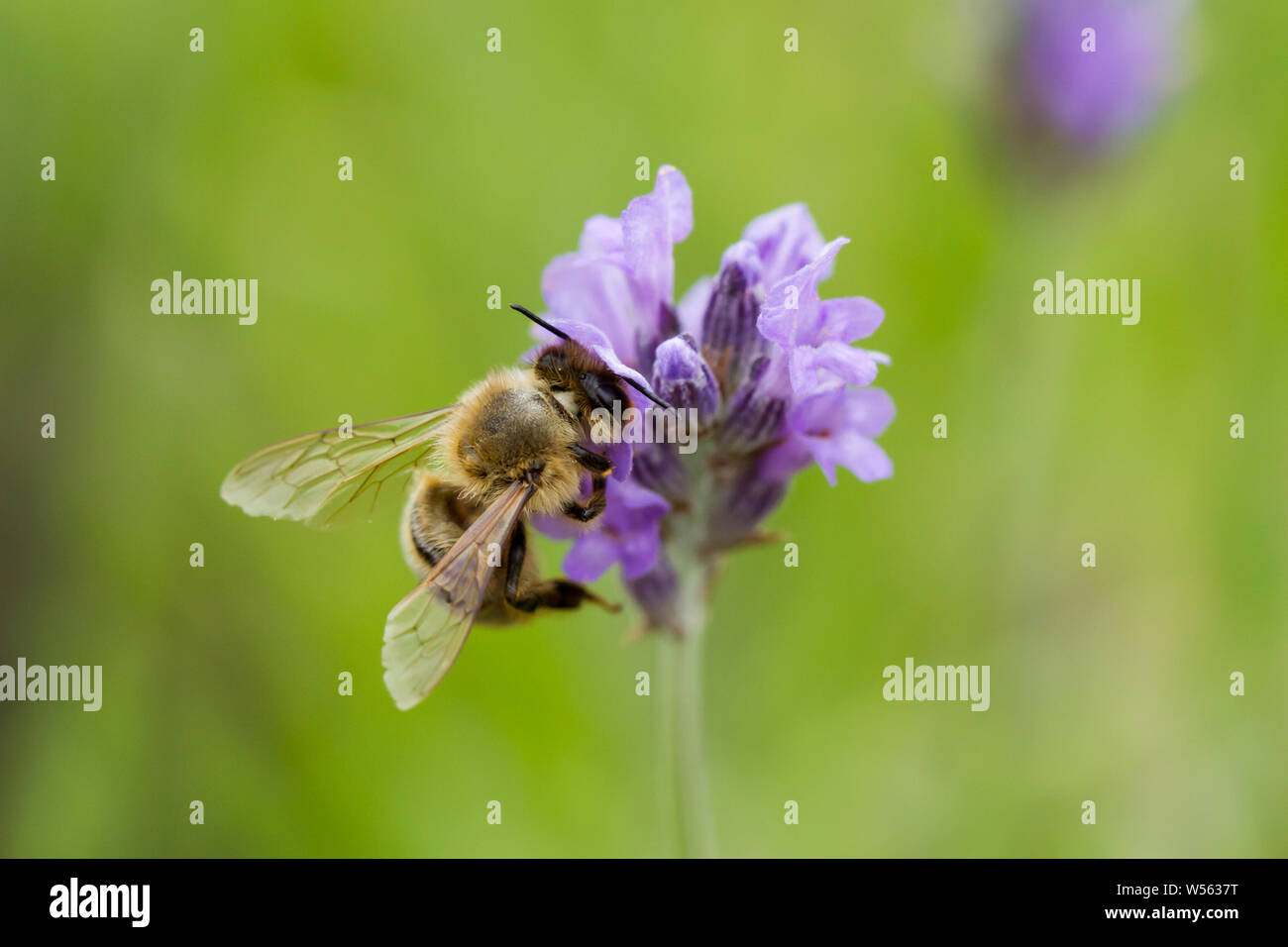 Apis mellifera, European honey bee, Western honey bee collecting nectar ...