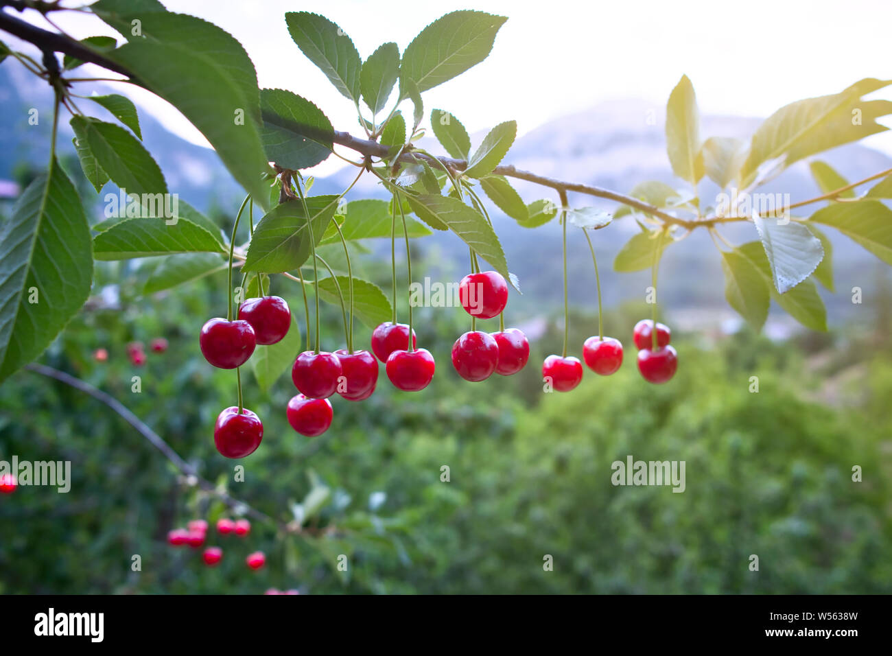Sour Cherries On Cherry Tree Branch Sour Cherry Tree In Garden And
