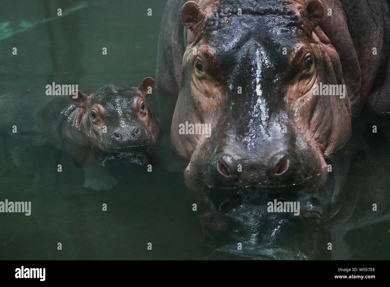 A hippo cub plays with its mother at the Hippo Museum in the Shanghai ...