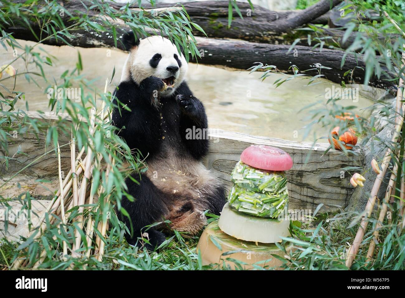 Kunming, China's Yunnan Province. 26th July, 2019. Giant panda Mao Zhu ...