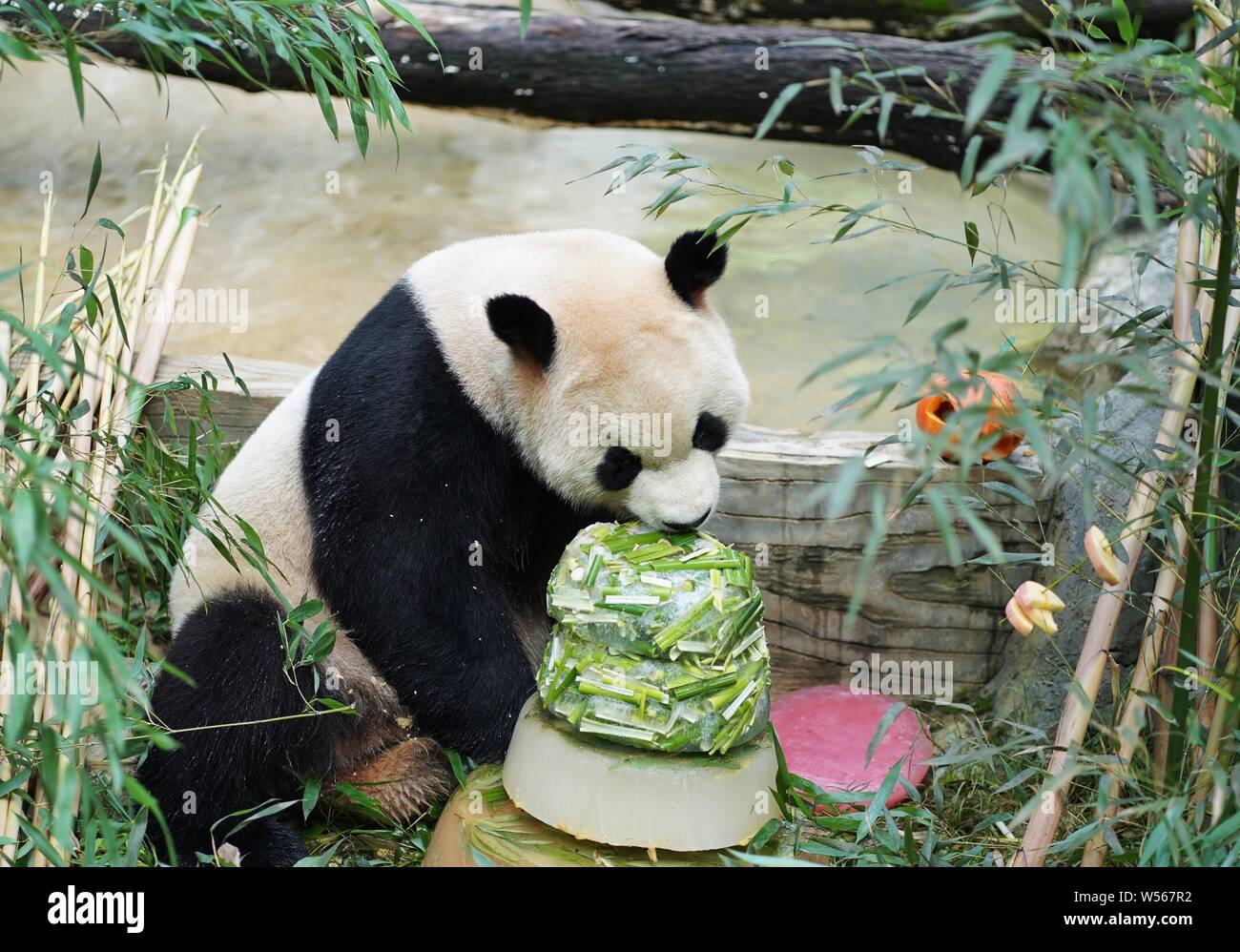 Kunming, China's Yunnan Province. 26th July, 2019. Giant panda Mao Zhu ...