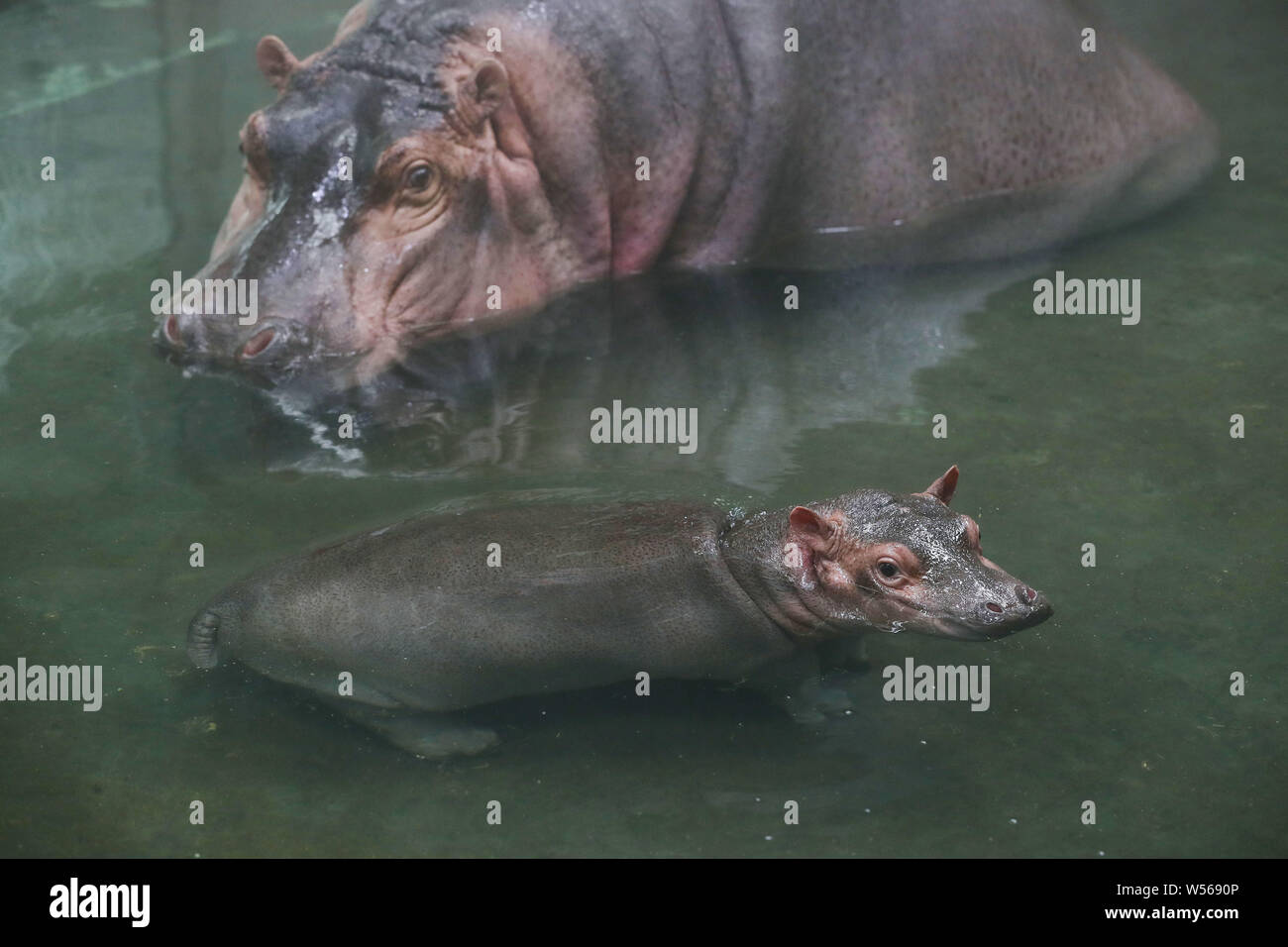 A hippo cub plays with its mother at the Hippo Museum in the Shanghai ...