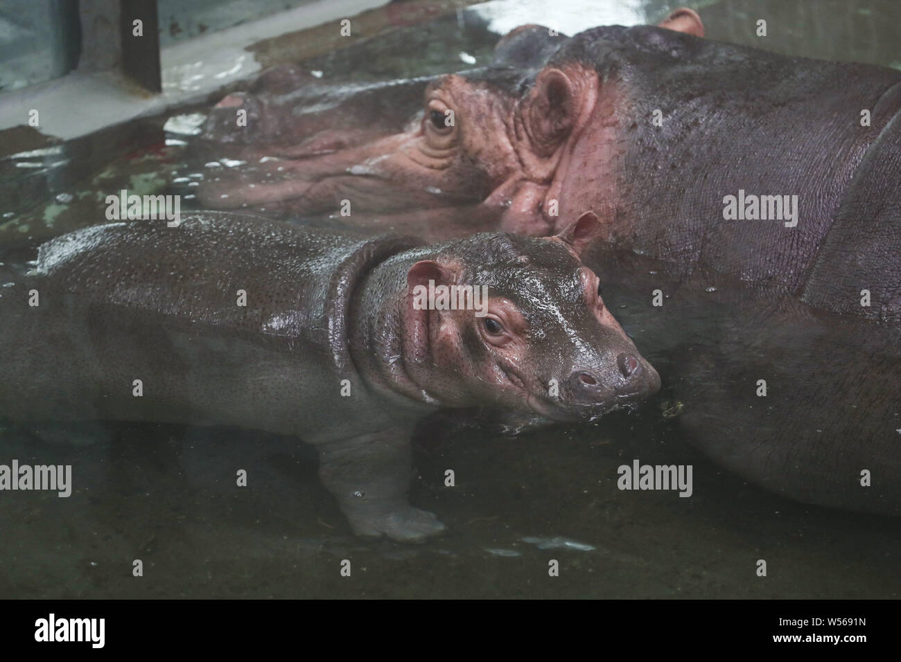 A hippo cub plays with its mother at the Hippo Museum in the Shanghai ...