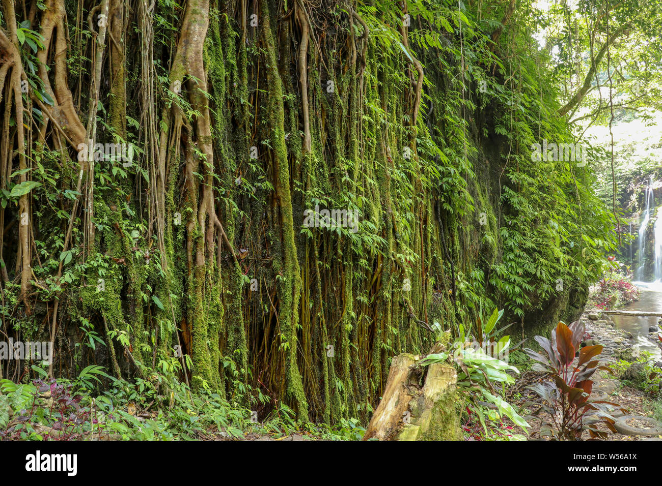 Lianas climbing tree hi-res stock photography and images - Alamy