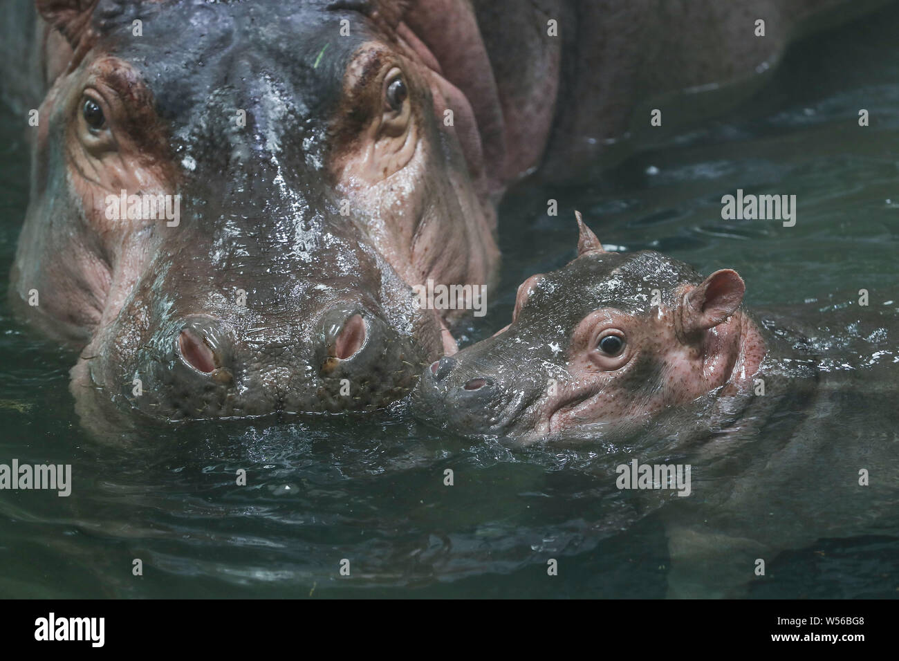 A hippo cub plays with its mother at the Hippo Museum in the Shanghai ...