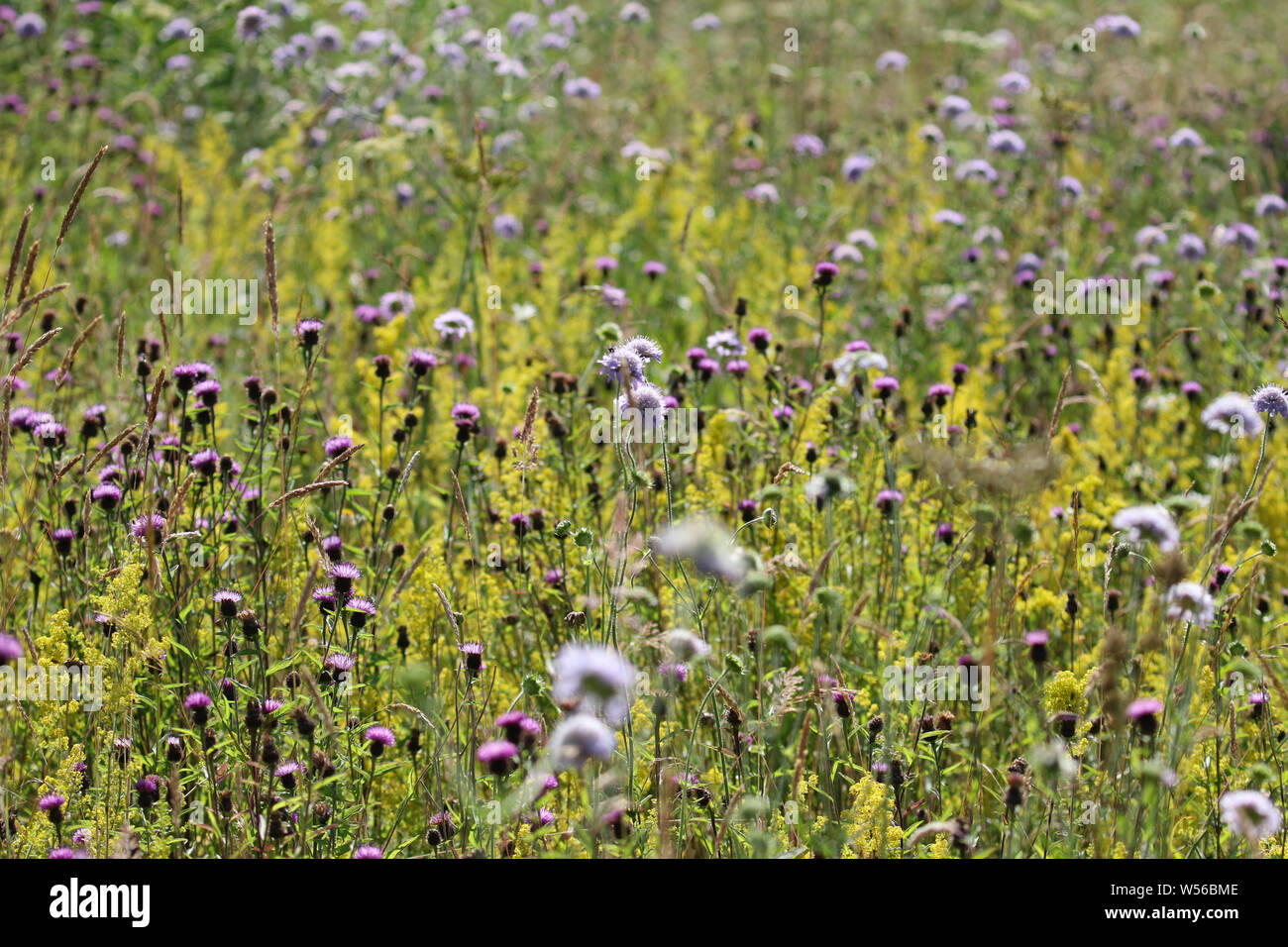 Meadow grange hi-res stock photography and images - Alamy