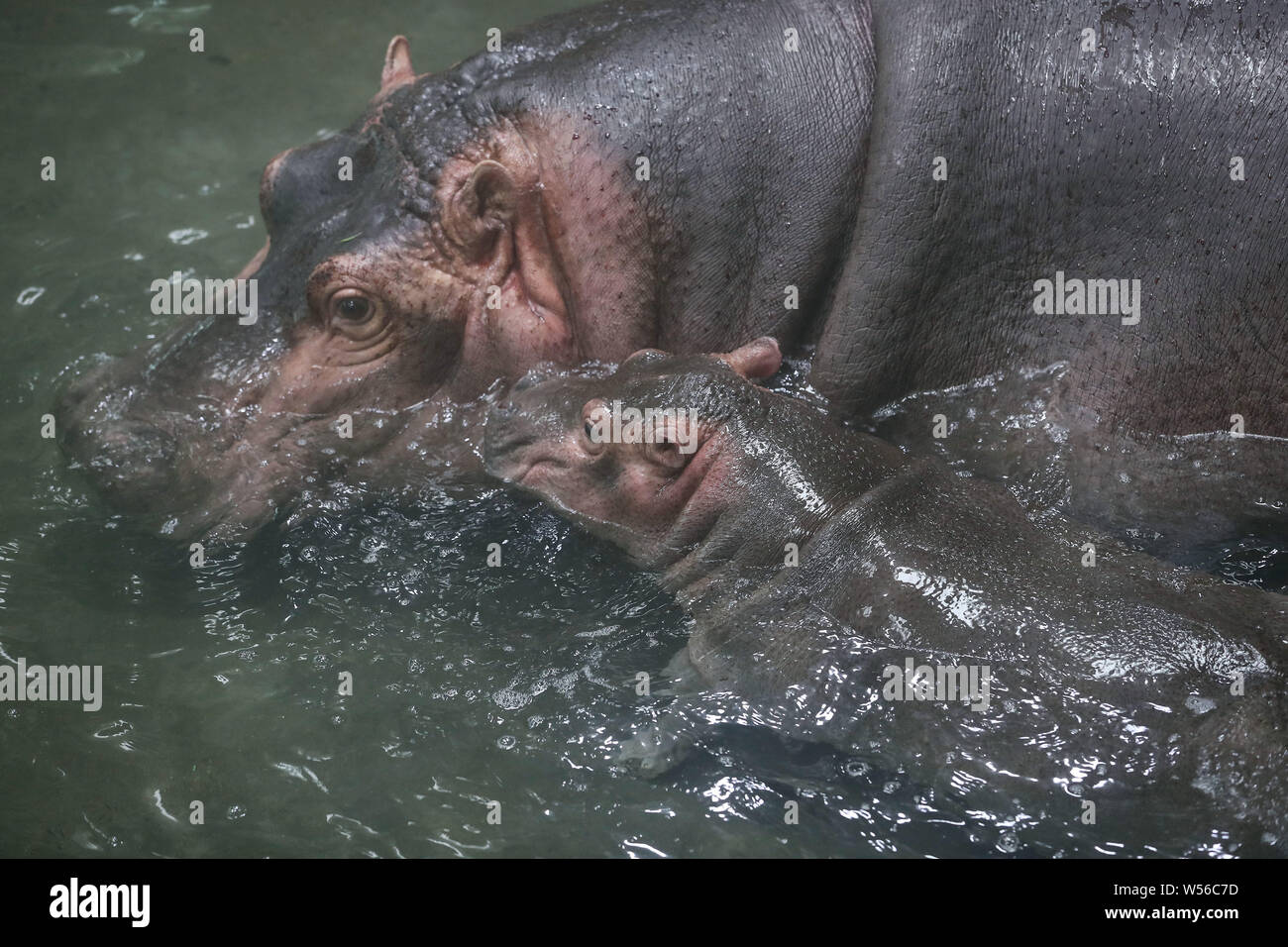 A hippo cub plays with its mother at the Hippo Museum in the Shanghai ...