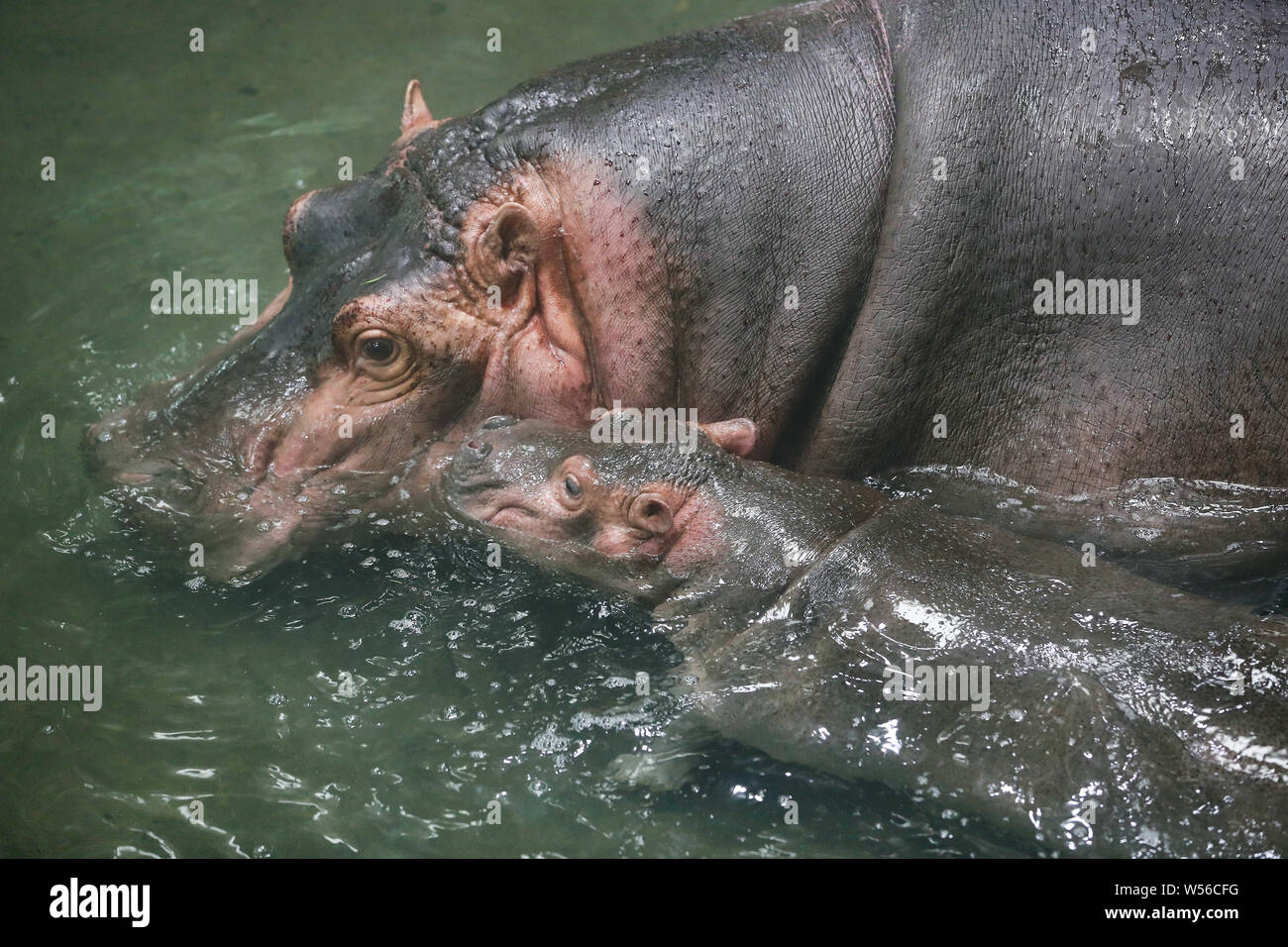 A hippo cub plays with its mother at the Hippo Museum in the Shanghai ...