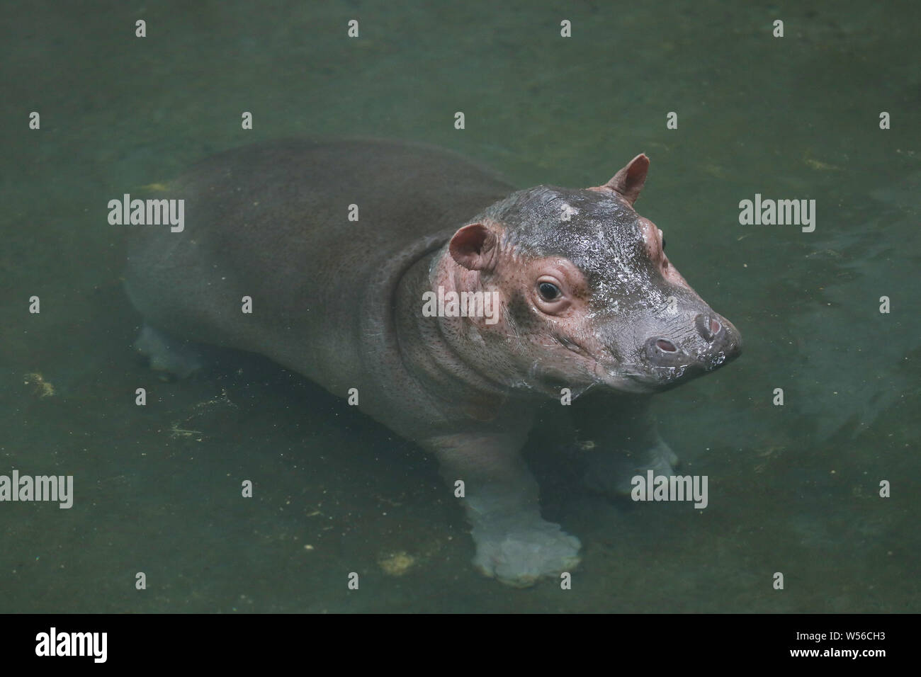 A hippo cub plays with its mother at the Hippo Museum in the Shanghai ...