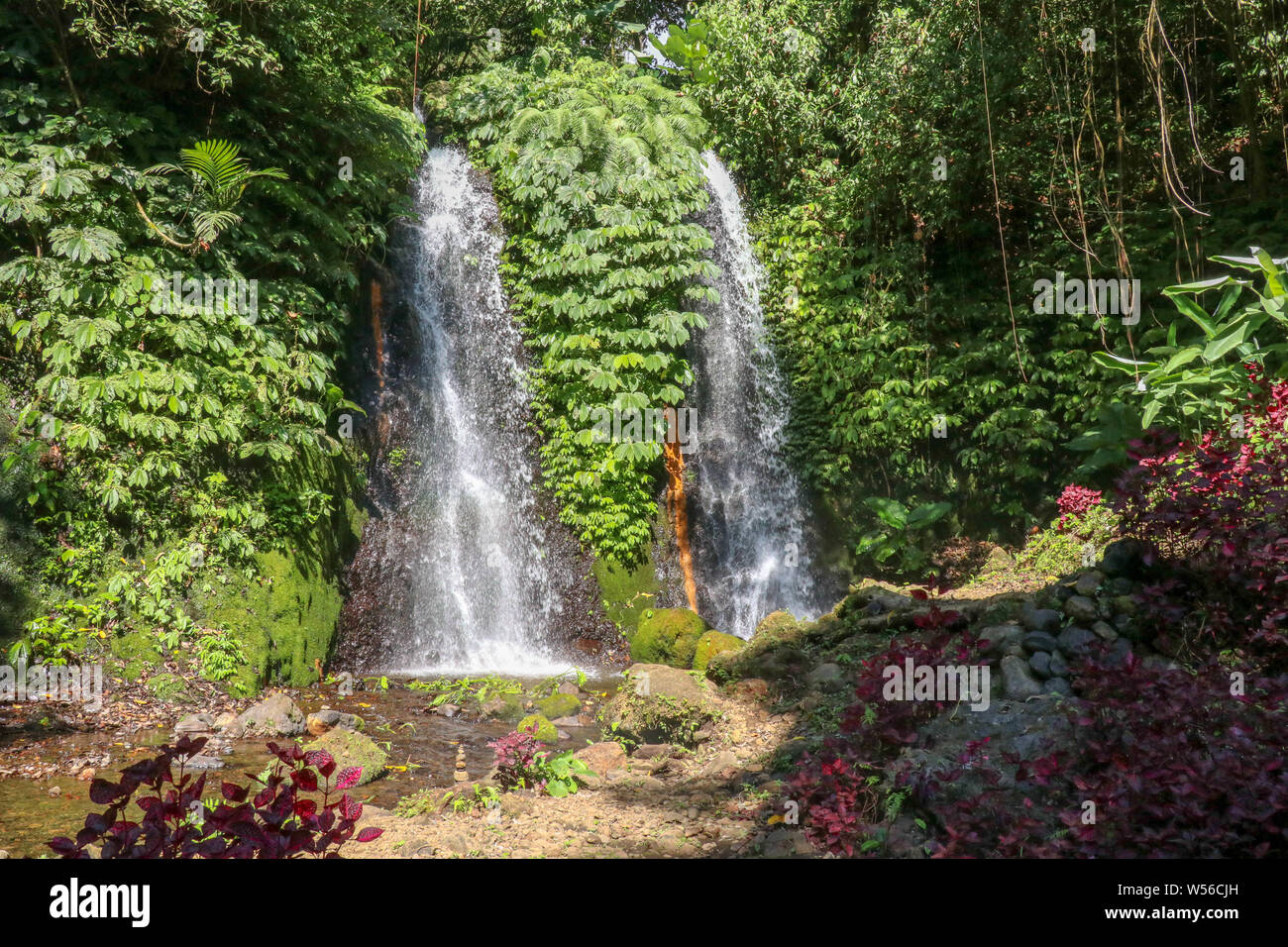 Wild jungle Twin waterfall with rocks and aerial roots of trees. Water ...