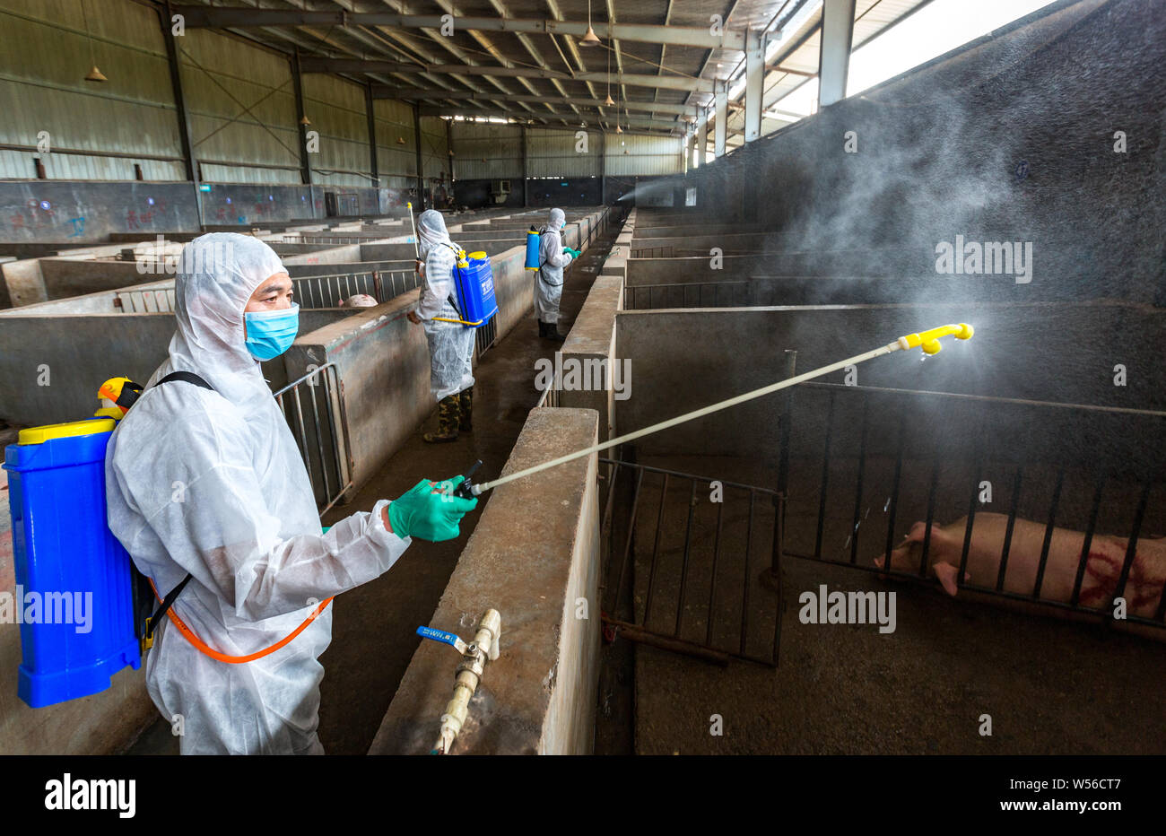 Swine Fever High Resolution Stock Photography and Images - Alamy