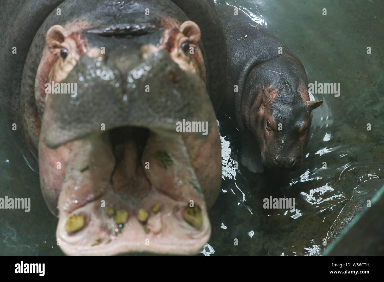 A hippo cub plays with its mother at the Hippo Museum in the Shanghai ...