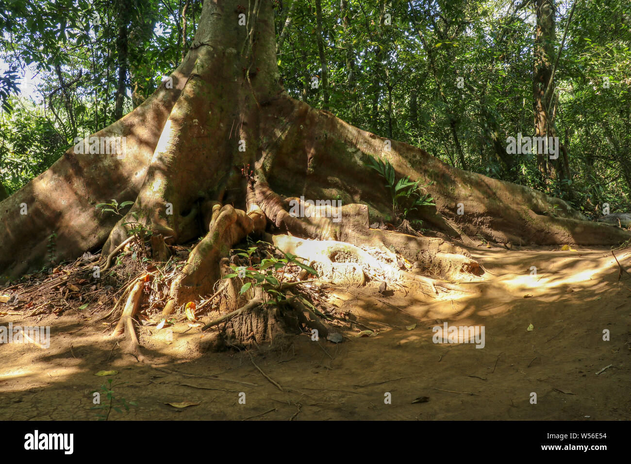Giant Roots - Big fig tree (Moreton Bay Fig, Ficus macrophylla) roots ...