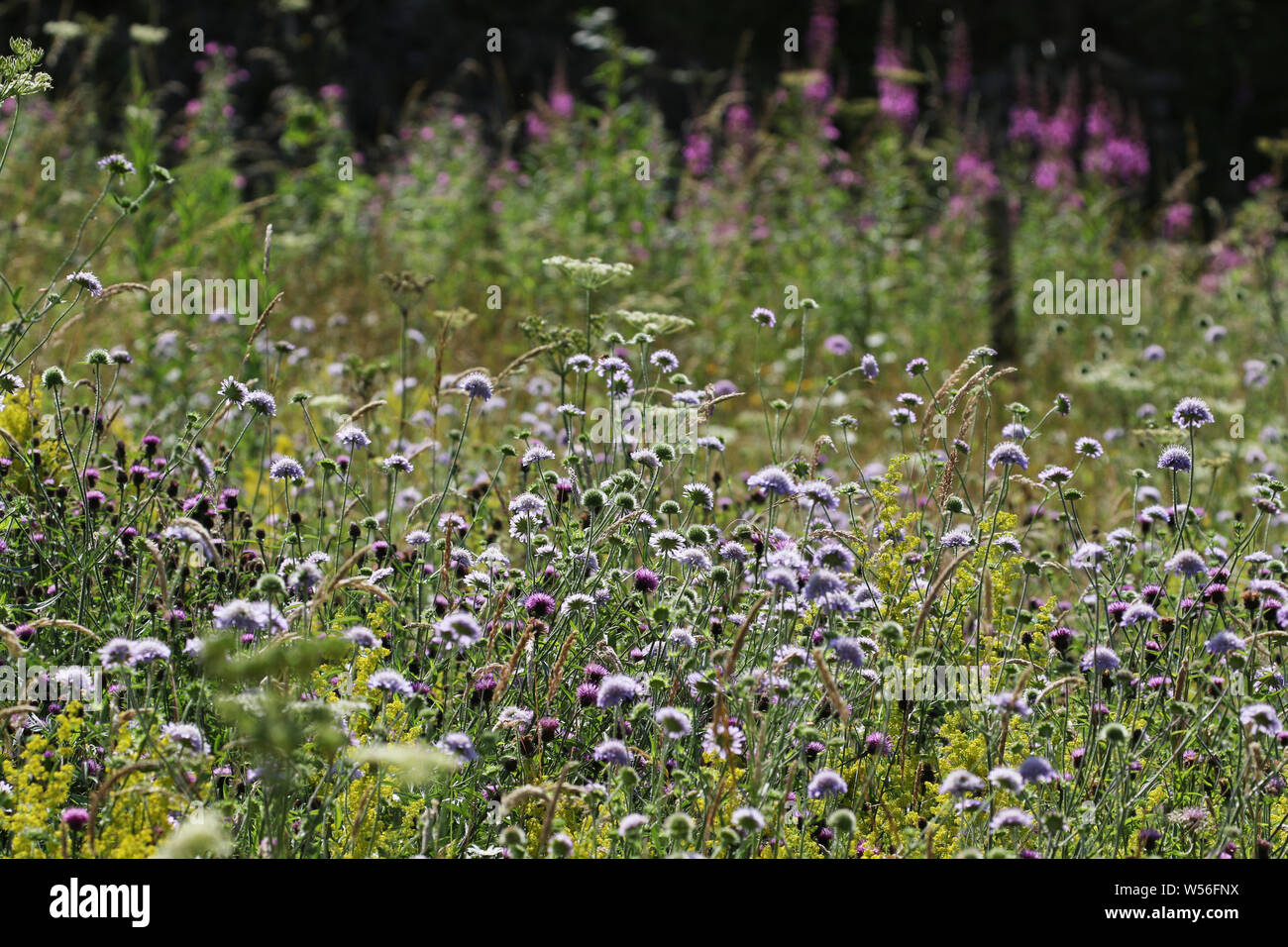 Meadow grange hi-res stock photography and images - Alamy