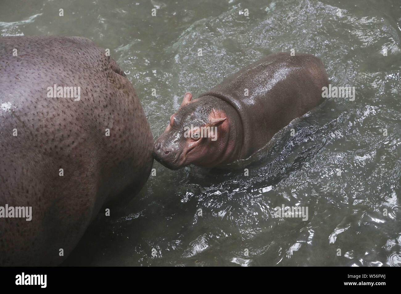 A hippo cub plays with its mother at the Hippo Museum in the Shanghai ...