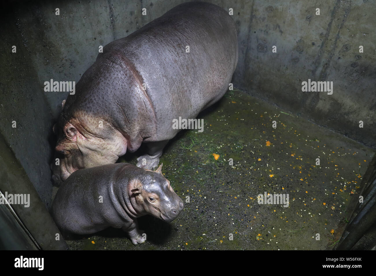 A hippo cub plays with its mother at the Hippo Museum in the Shanghai ...