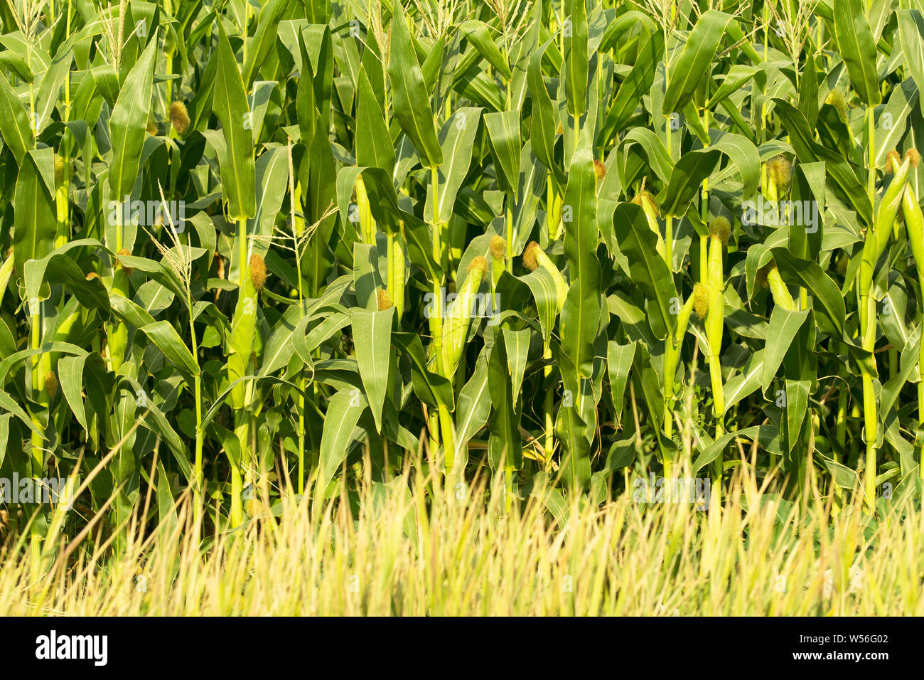 Maize seedling hi-res stock photography and images - Alamy