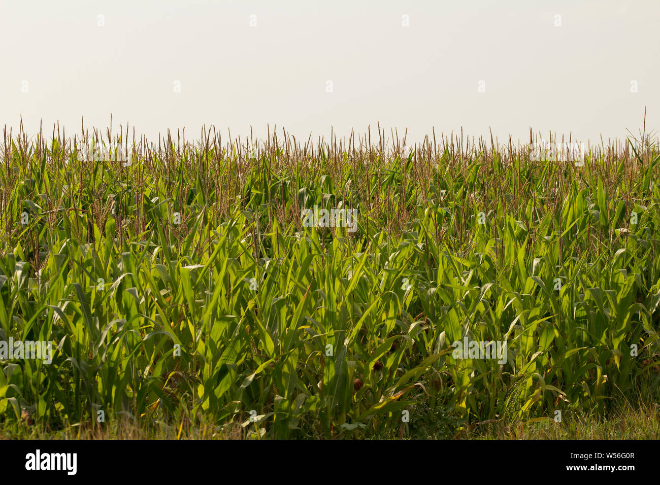Maize seedling hi-res stock photography and images - Alamy