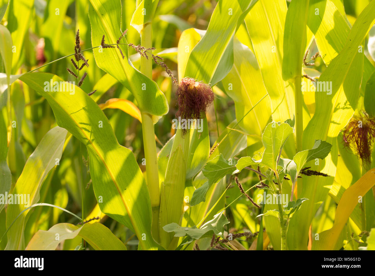 Corn stalk field close hi-res stock photography and images - Alamy
